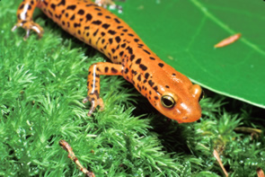 Long-tailed Salamander - North Carolina