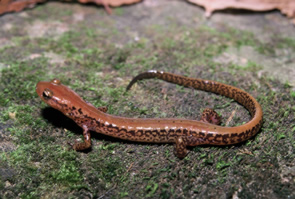 Long-tailed Salamander - North Carolina