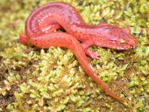 Spring Salamander - North Carolina