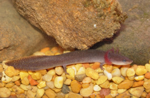 Dwarf Waterdog - North Carolina