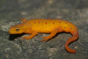 Red-spotted Newt - North Carolina