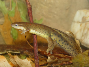 Red-spotted Newt - North Carolina