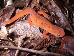 Red-spotted Newt - North Carolina