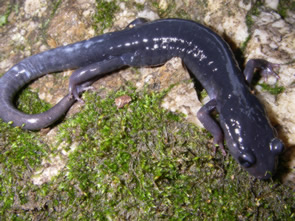 Grey-cheeked Salamander Complex - North Carolina