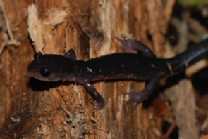 Grey-cheeked Salamander Complex - North Carolina
