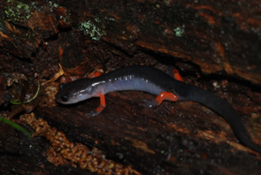 Red-legged Salamanders - North Carolina