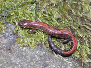 Red-backed Salamander - North Carolina