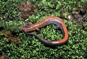 Southern Red-backed Salamander - North Carolina