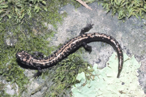 Weller's Salamander - North Carolina