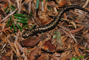 Weller's Salamander - North Carolina