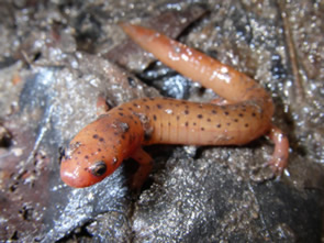 Mud Salamander - North Carolina