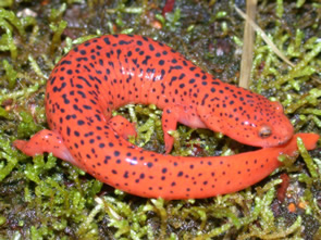 Red Salamander - North Carolina