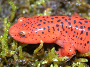 Red Salamander - North Carolina