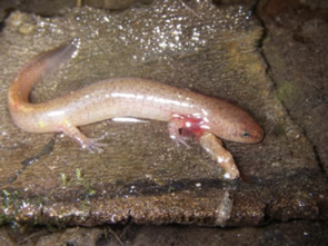 Red Salamander - North Carolina