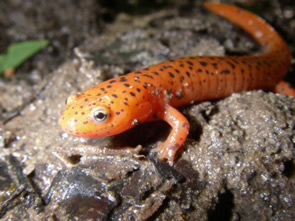 Red Salamander - North Carolina