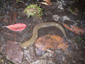 Greater Siren - North Carolina