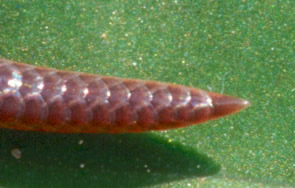 Worm Snake - North Carolina