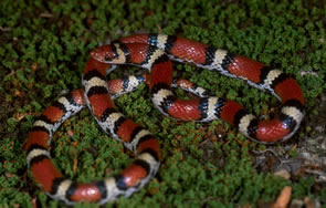 Scarlet Snake - North Carolina