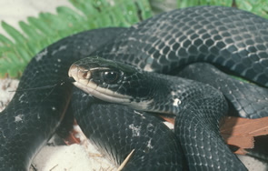 Black Racer - North Carolina