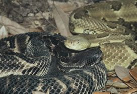 Timber Rattlesnake - North Carolina