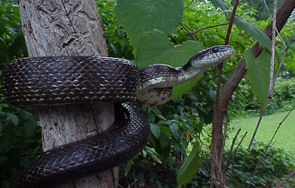 Rat Snake - North Carolina