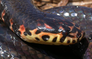 Mud Snake - North Carolina