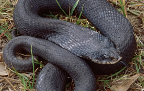 Eastern Hognose Snake - North Carolina
