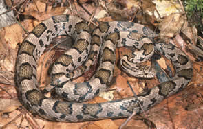 Scarlet Kingsnake/Milksnake - North Carolina
