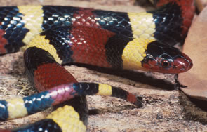 Eastern Coral Snake - North Carolina