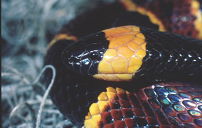 Eastern Coral Snake - North Carolina