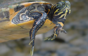 River Cooter - North Carolina