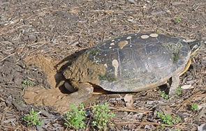 River Cooter - North Carolina