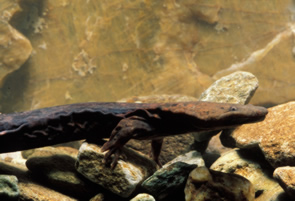 Eastern Hellbender - North Carolina