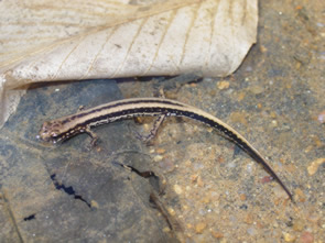 Three-lined Salamander - North Carolina