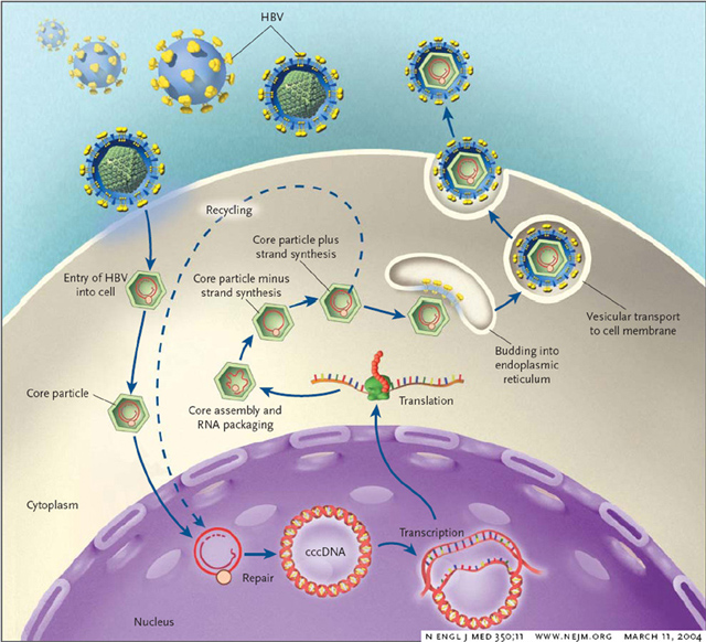 Hepatitis B Viral Description